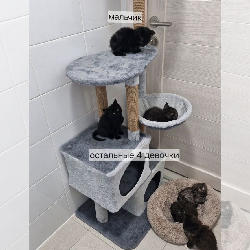 Мейн-кун котёнок