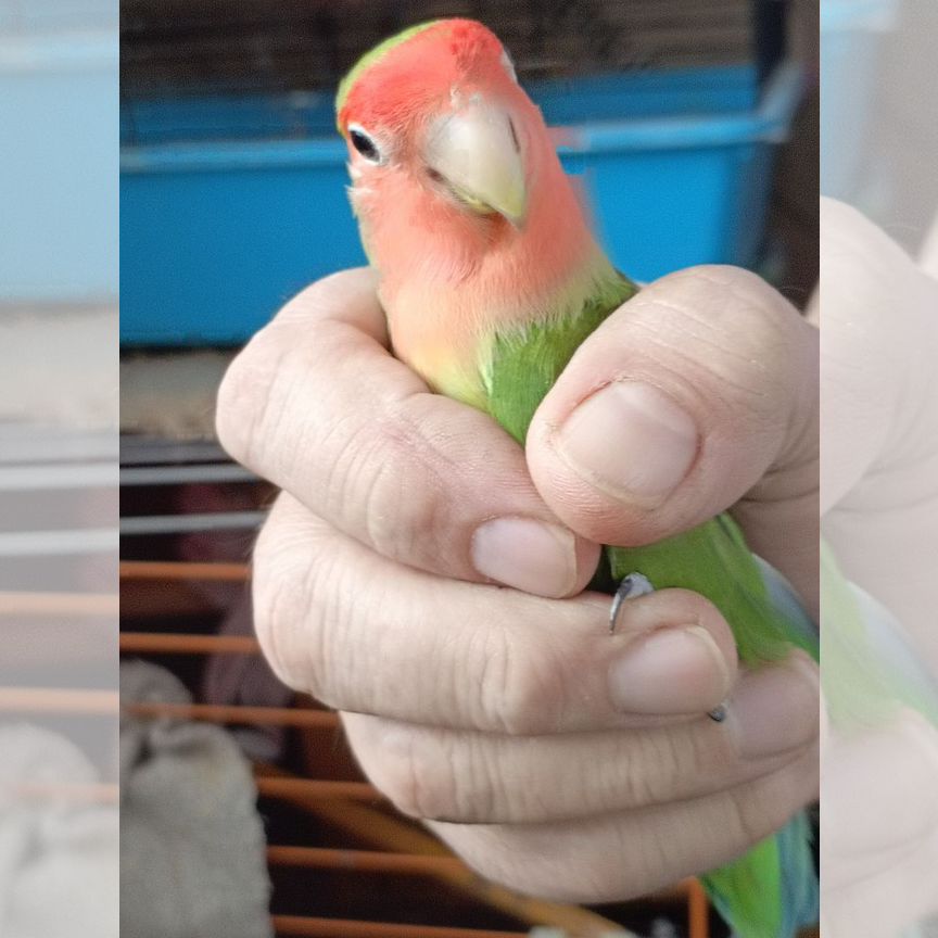 Попугай неразлучник