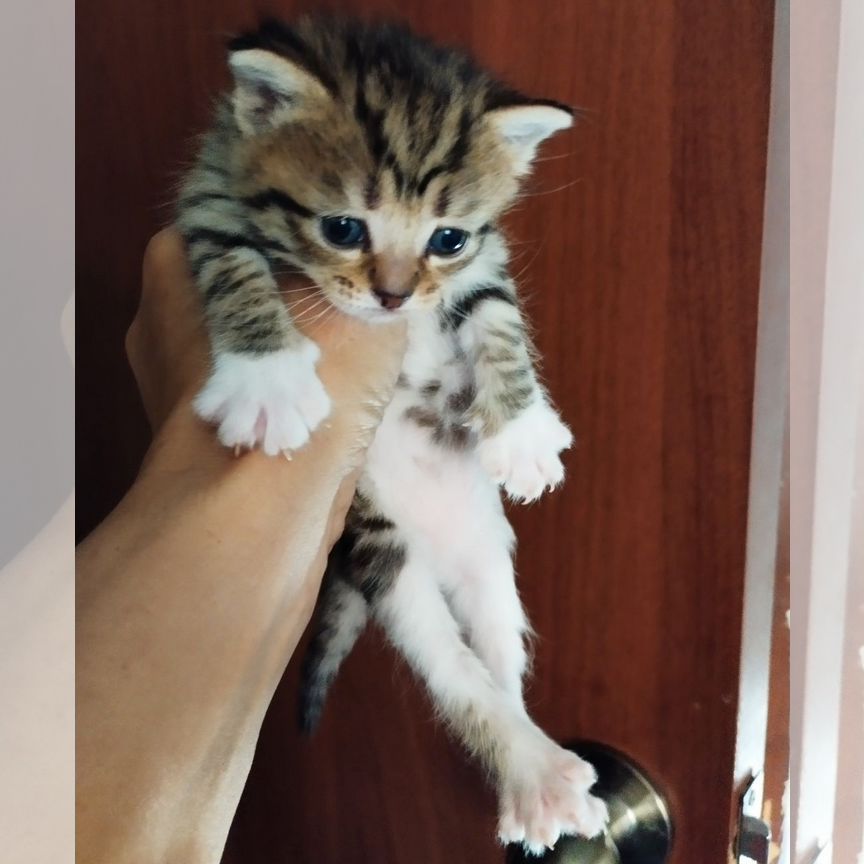 Котята в добрые руки 1 месяц