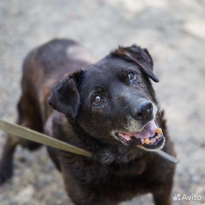 В добрые руки статный пёс Маркиз