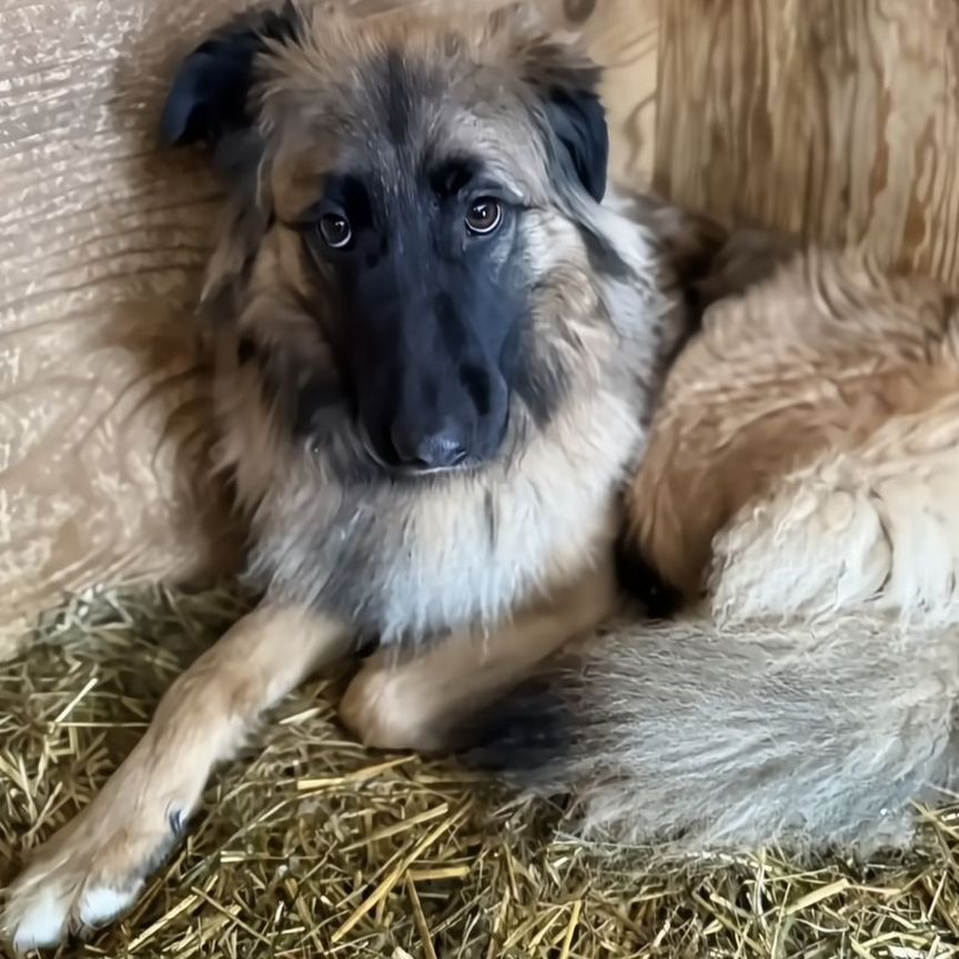 Взрослая собака в добрые руки