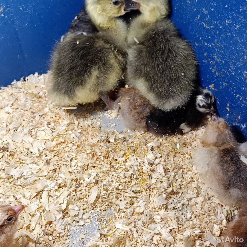 Гуси и цыплята помесные