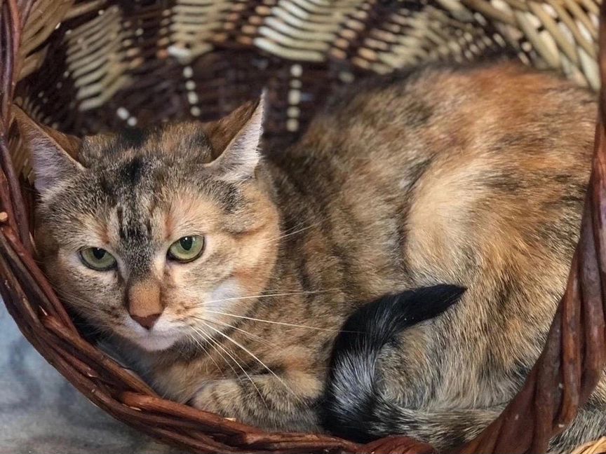 Кошка
