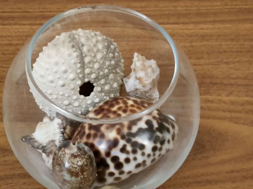 Ракушки морские небольшие в стеклянной вазе(шар)