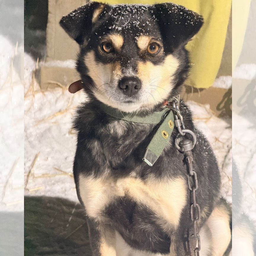 Взрослая собака в добрые руки