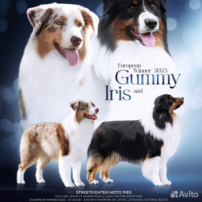 Щенки аусси австралийская овчарка