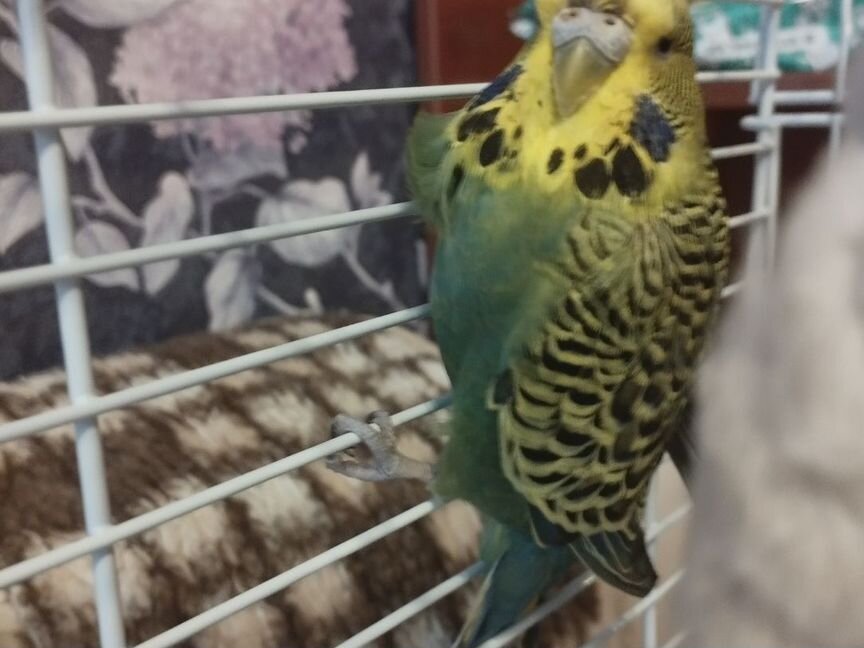 Волнистый попугай ввп чех