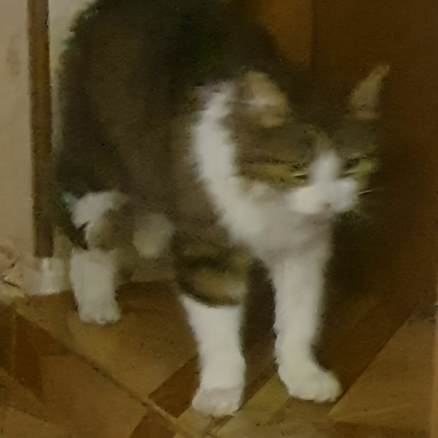 Сибирская кошка, взрослая