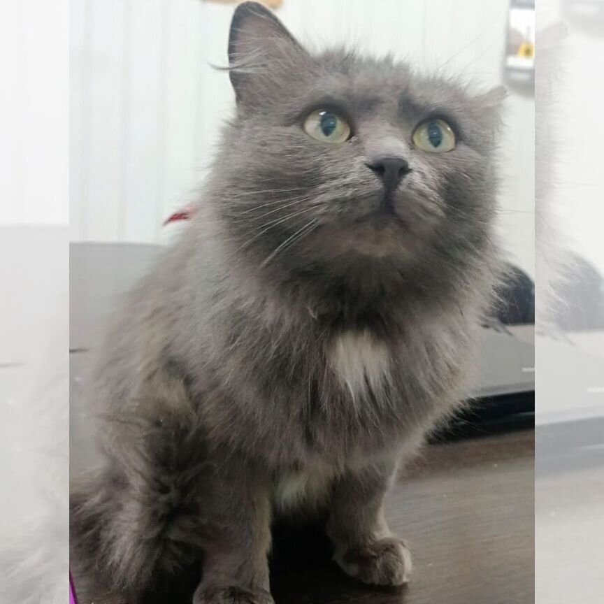 Молодая кошечка - подросток