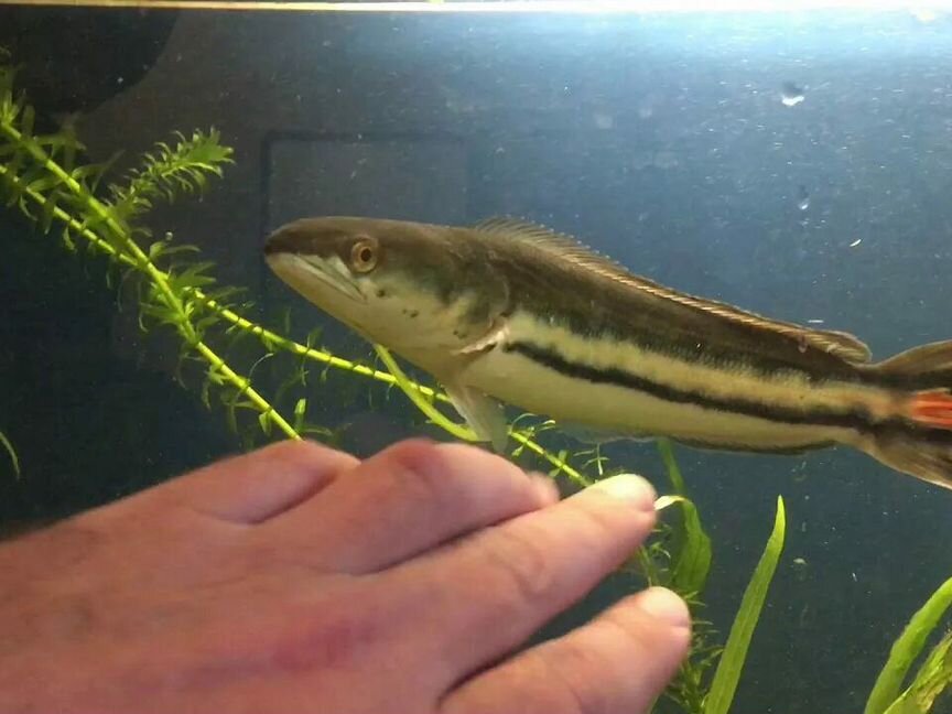 Змееголов краснополосый