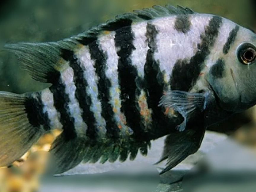 Цихлиды чернополосые