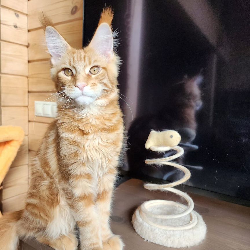 Котенок мальчик мейн-кун