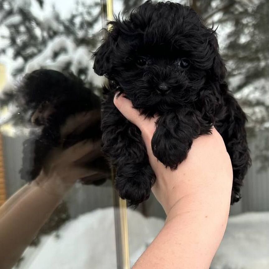 Мальтипу, щенок