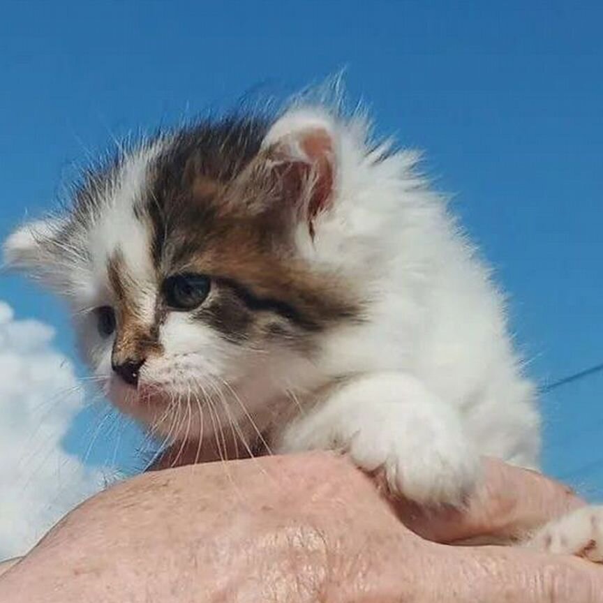 Котенок мальчик трехшерстный)