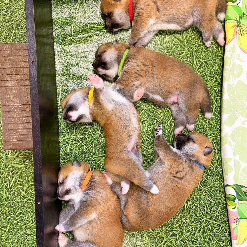 Щенки Акита ину