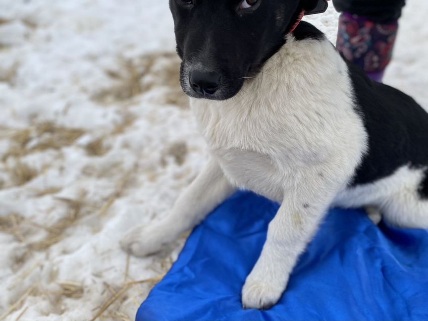 Собака в добрые руки