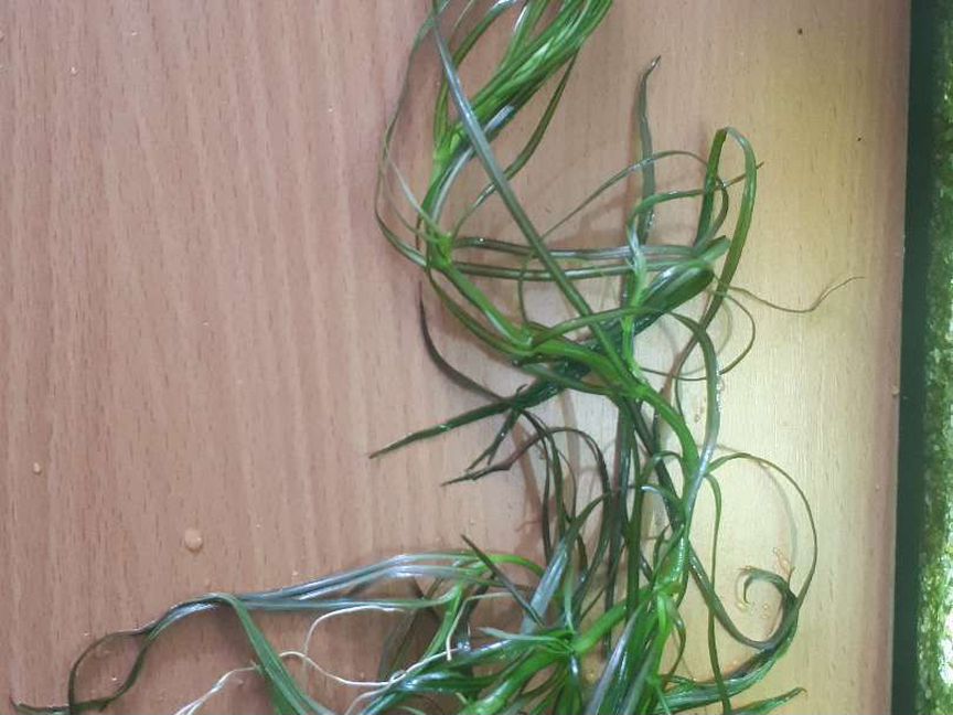 Погестемон октопус