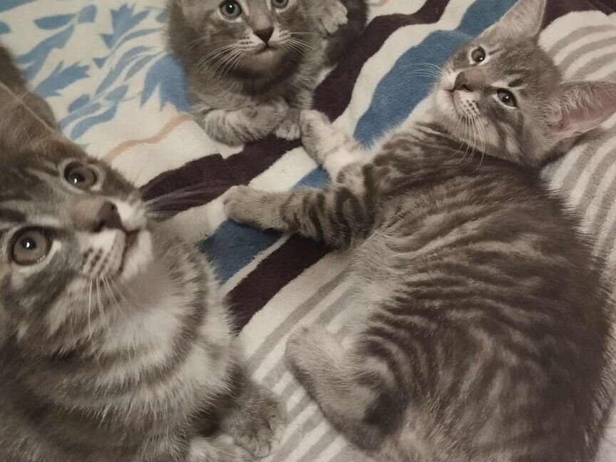 Очаровательные котята в добрые руки