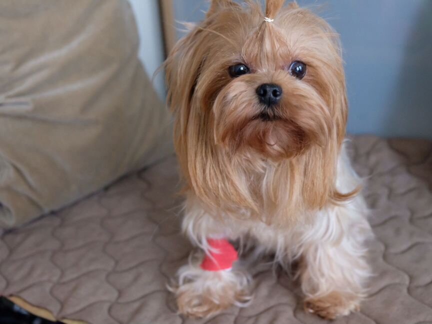 Йоркширский терьер - ищем новый дом