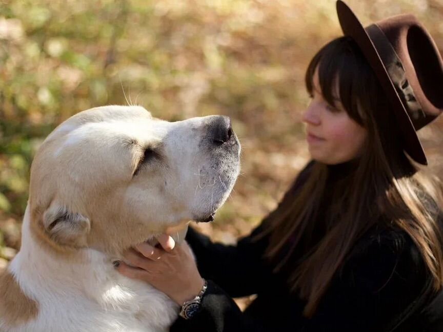 Кобель Среднеазиатской овчарки Алабай для вязки