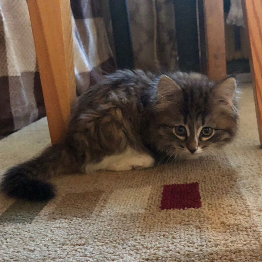 Мальчик сибирский чистокровный