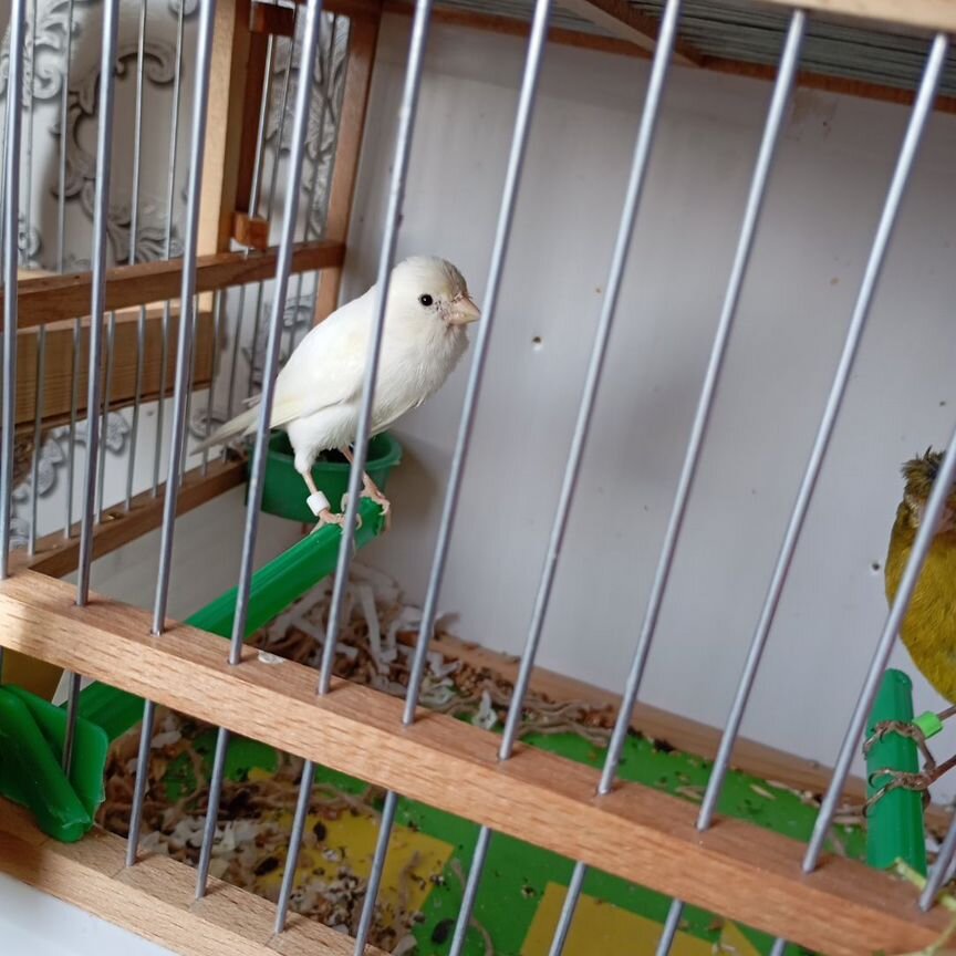 Кенар 2023 года