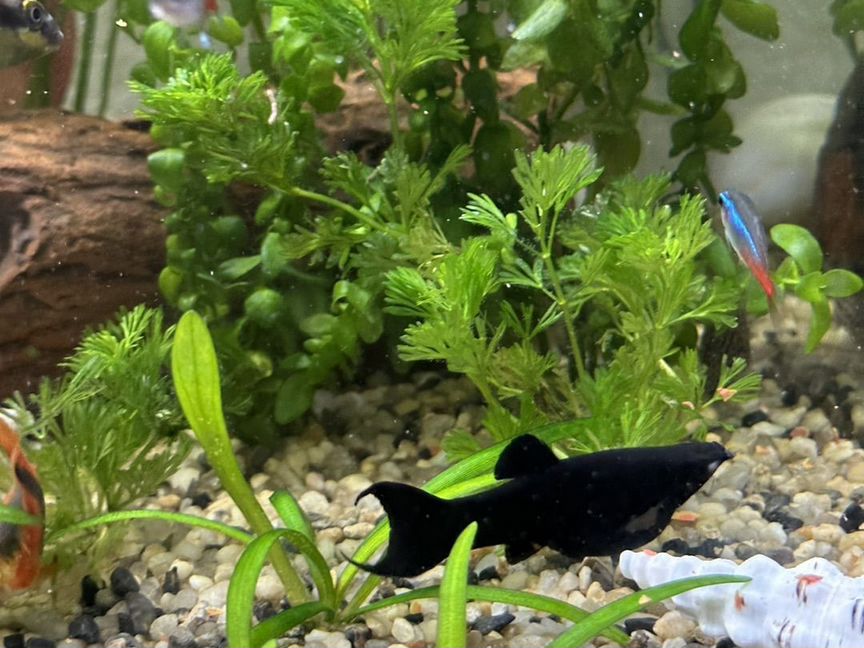 Моллинезия черная и далматин