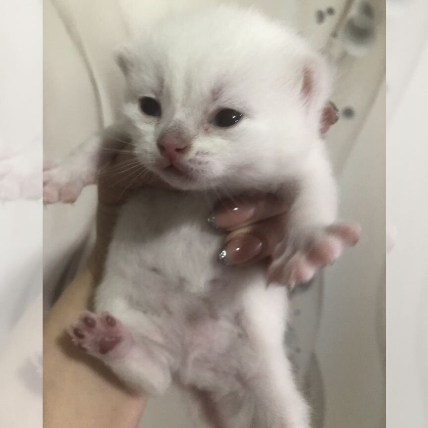 Белоснежное чудо