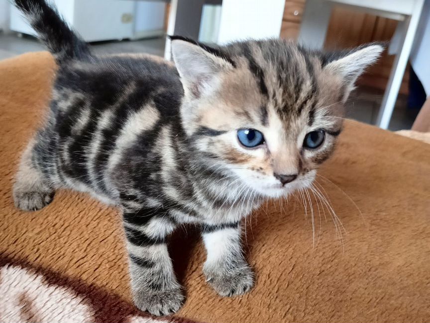 Кошечка британская