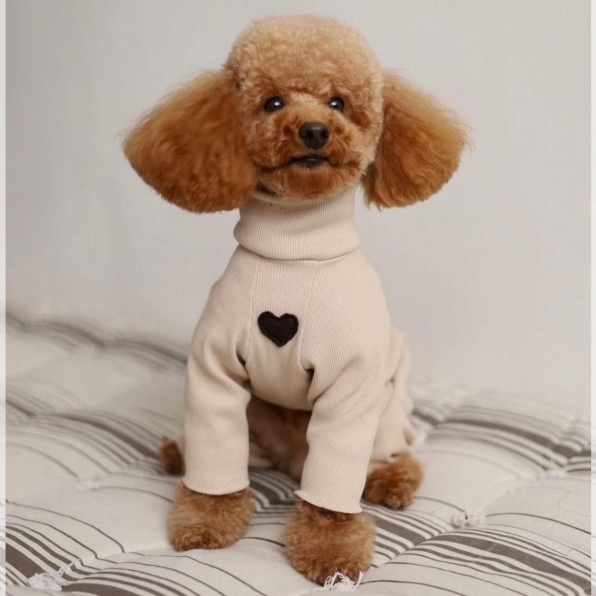 Той-пудель, щенок