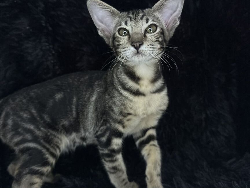 Ориентальная девченочка