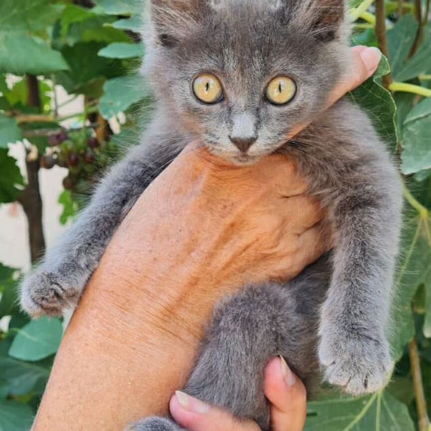 Котёнок Анита