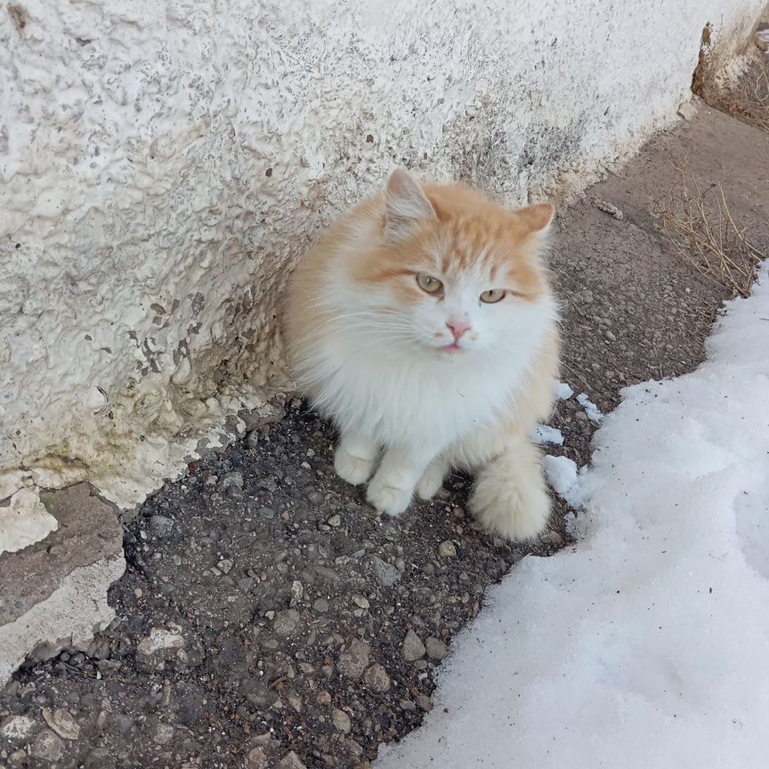 Отдам в добрые руки