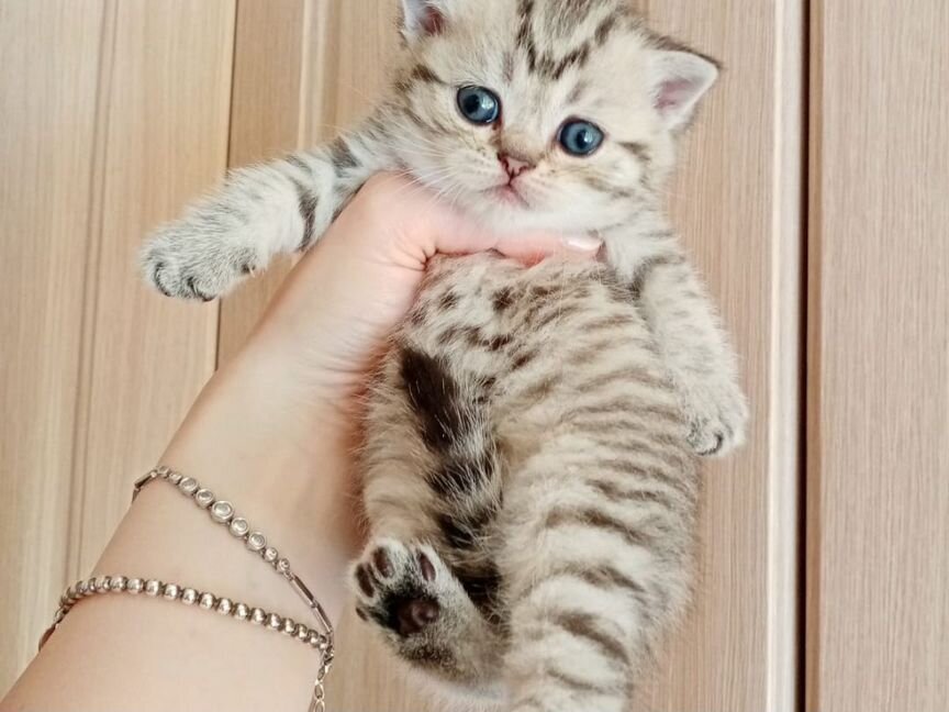 Шотландские котодетки скоттиш страйты