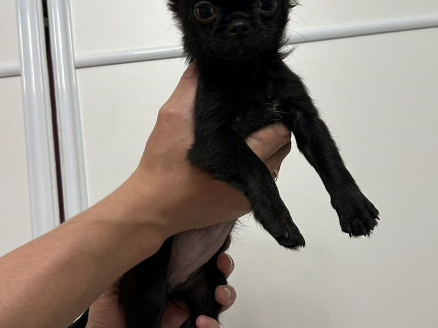 Щенки чихуахуа длинношерстные мини