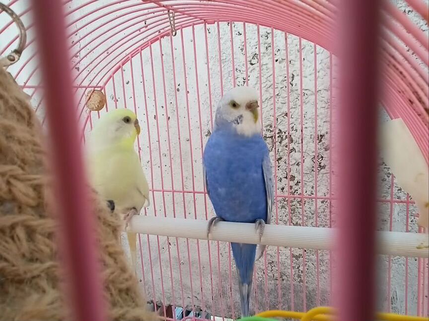 Попугаи волнистые с клеткой