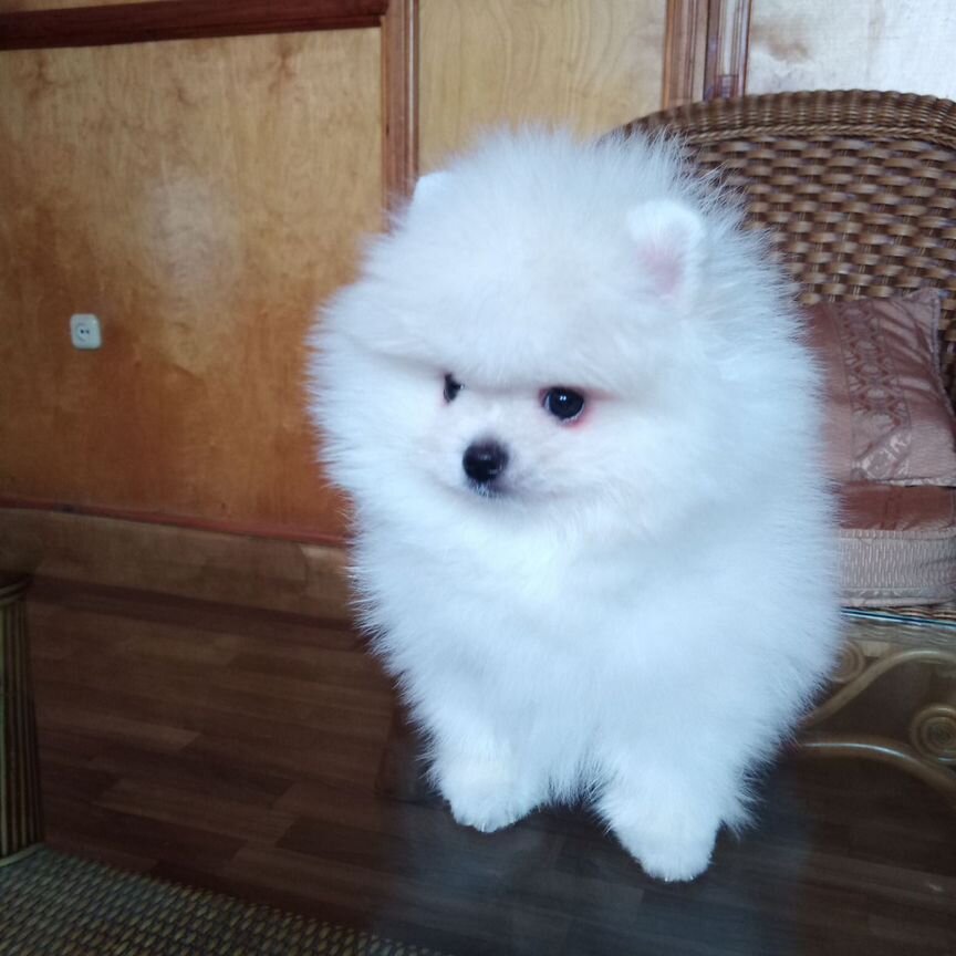 Щенки шпица