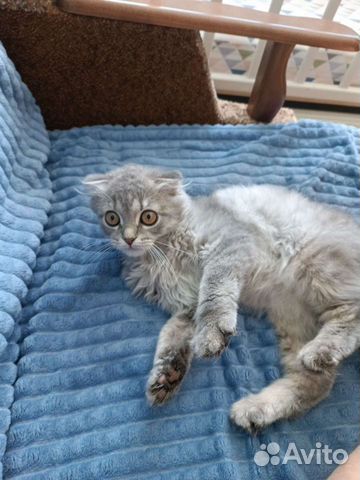 Кот