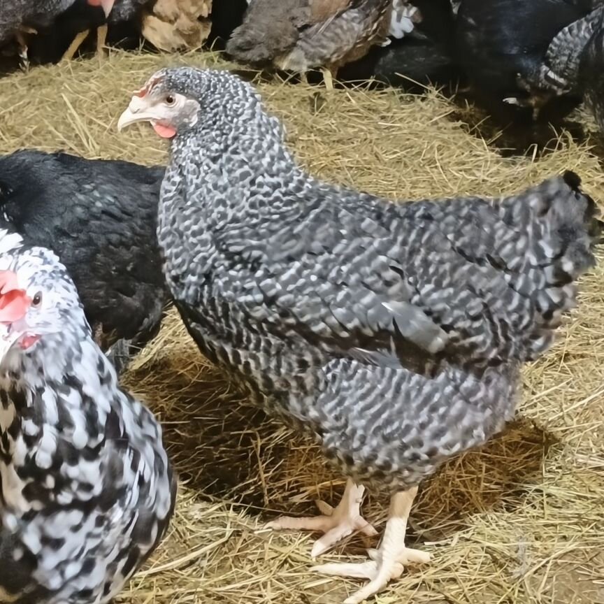 Куры чешский доминант