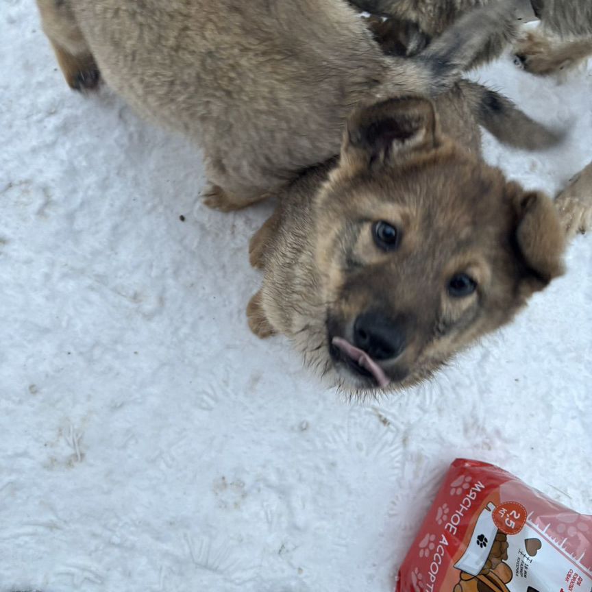 Собаки щенки