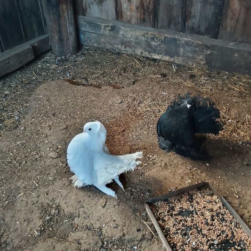 Продажа голубей