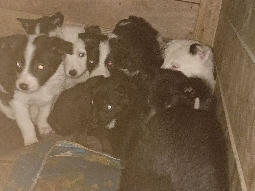 Щенки ищут дом