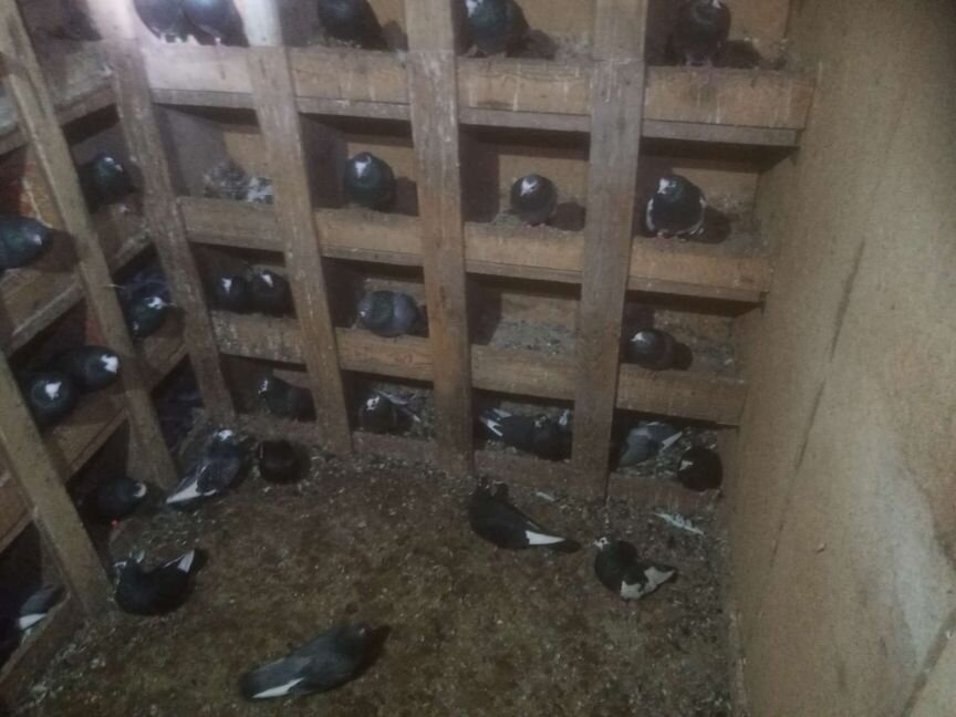 Продажа курских голубей