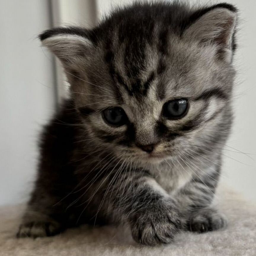 Шотландские котята