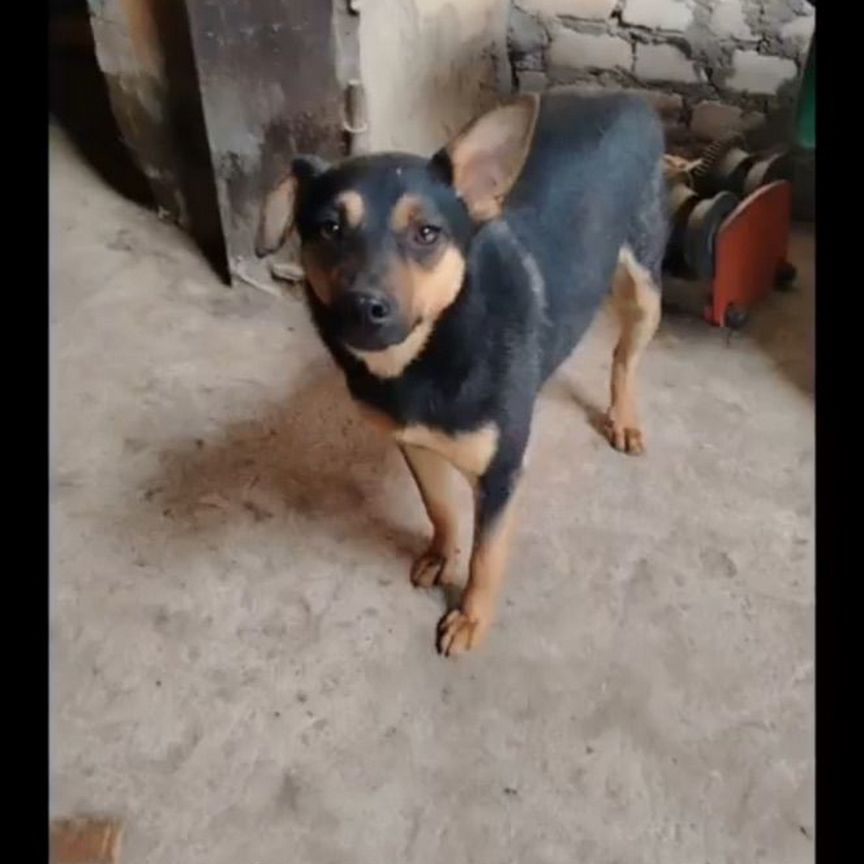 Взрослый пёс в добрые руки