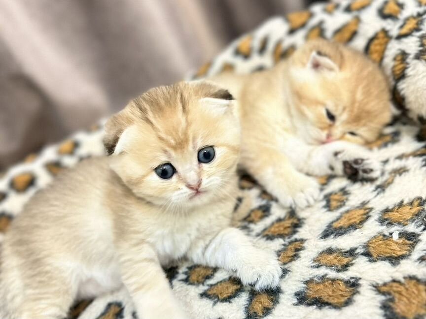 Шотландские вислоухие и прямоухие котятки