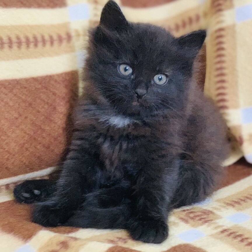 Котята 1,5 месяца