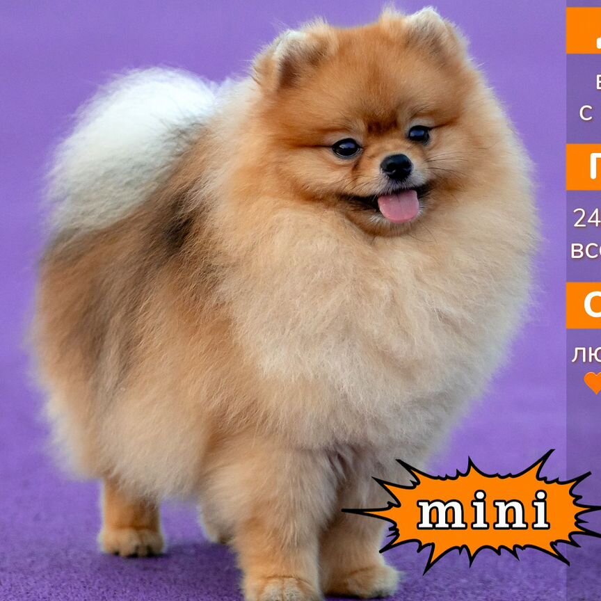 Померанский шпиц, щенок