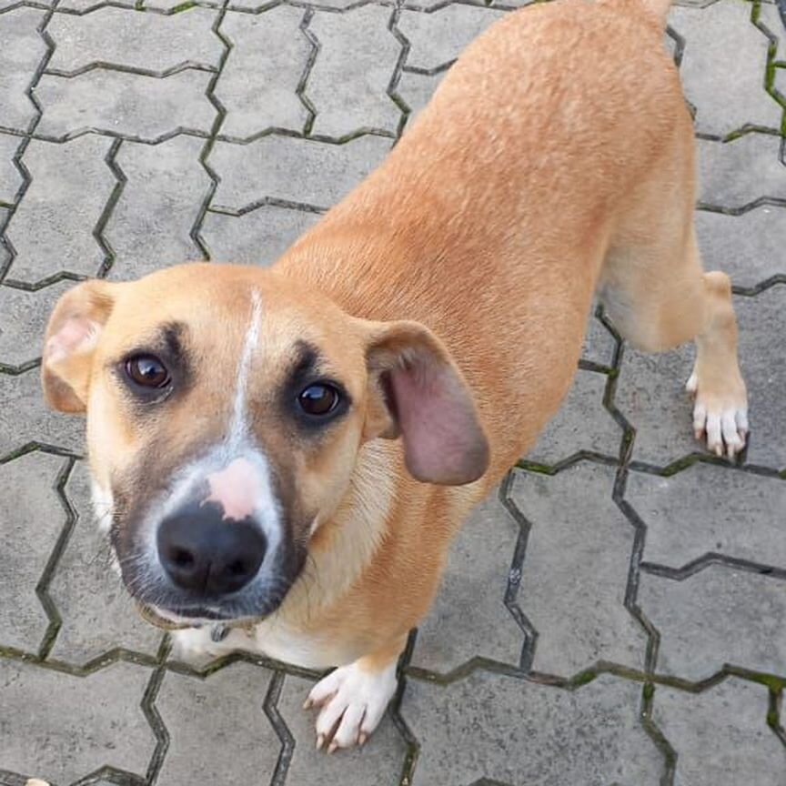 Щенок в добрые руки