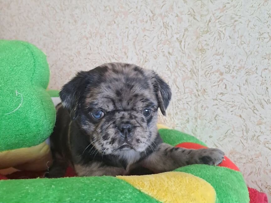 Продаются щенки мопса